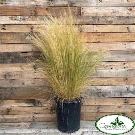 Grass Mexican Feather Covingtons