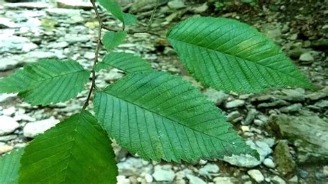 Whats An Elm Tree Look Like Quick Answer