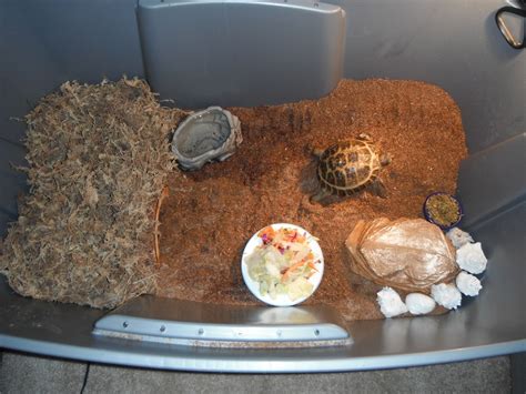 Russian Tortoise Habitat Setup
