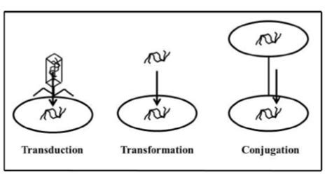 Comlex Micro Flashcards Quizlet