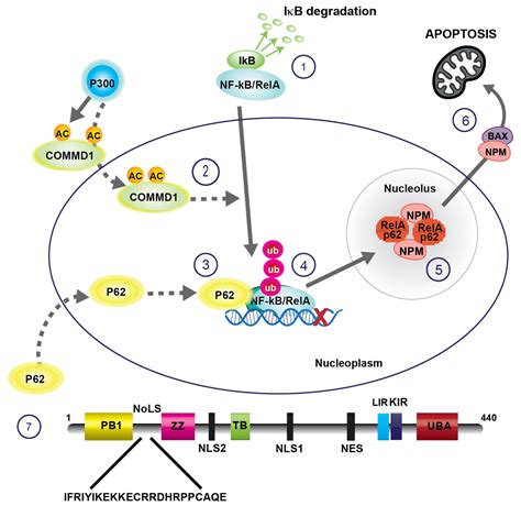 The Nf κb Nucleolar Stress Response Pathway