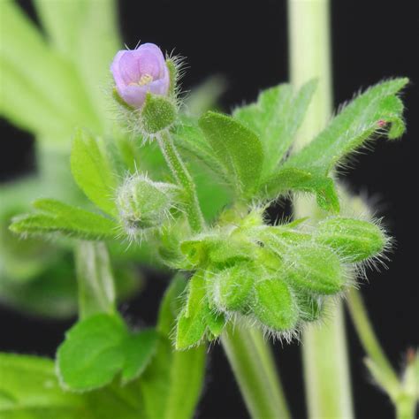 Small Flowered Cranes Bill Geranium Pusillum