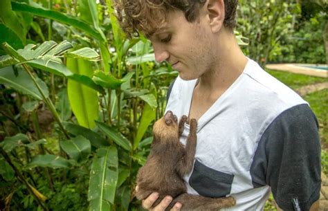 Sloth Sanctuary Of Costa Rica Entrance Fee Opening Hours And More