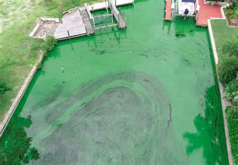 Floridas Deadly Algae Bloom Why Is It So Dangerous American