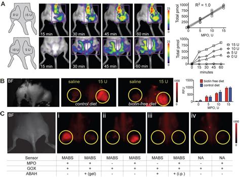 Sensitivity And Specificity Of Mpo Activatable Biotinylated Sensor