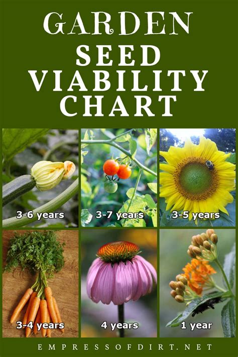 Seed Viability Chart How Long Seeds Last In Storage