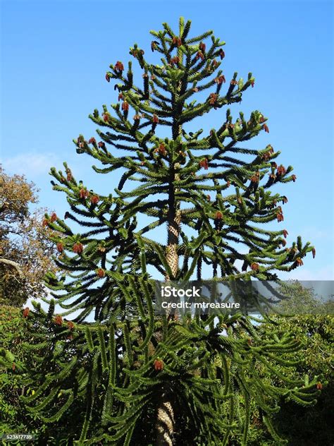 Monkey Puzzle Tree Branches With Seedscones Chilean Pine Araucaria