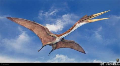 他不是風神，是風神的老祖宗，遠古天空的主宰——風神翼龍 每日頭條