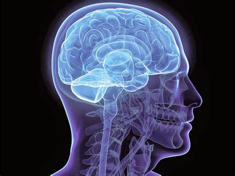 Estude e saiba ainda mais sobre Neuro Anatomia Blog do Quero Conteúdo