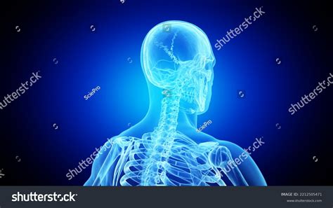 3d Rendered Medical Illustration Bones Head Stock Illustration