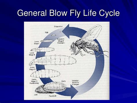Calliphoridae Life Cycle Eeny 668in1146 Primary Screwworm
