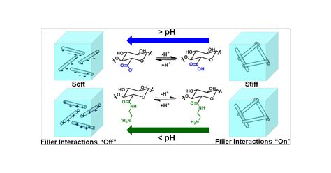 Ph Responsive Cellulose Nanocrystal Gels And Nanocomposites Acs Macro