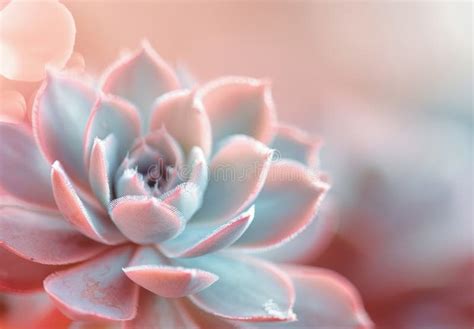 Close Up Of A Pink And Blue Succulent Stock Image Image Of Flower
