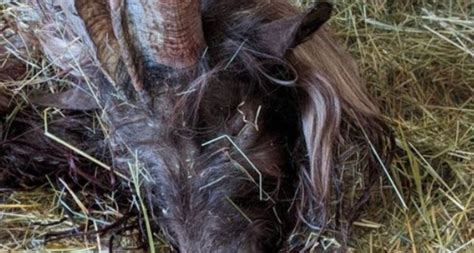 Un Bouc Décapité Découvert Au Lycée Ermesinde De Mersch Le Quotidien