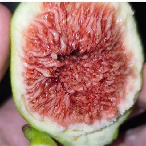 Go Fig Yourself Youtube