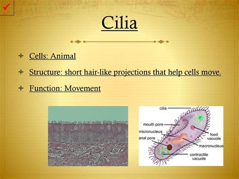 Cell Organelles Ppt Download