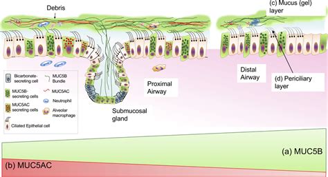 Structure Of A Secreted Mucin Schematic Representation Of A Secreted