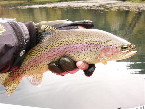 Fauna Patagonia Trucha Arcoiris Oncorhynchus Mykiss