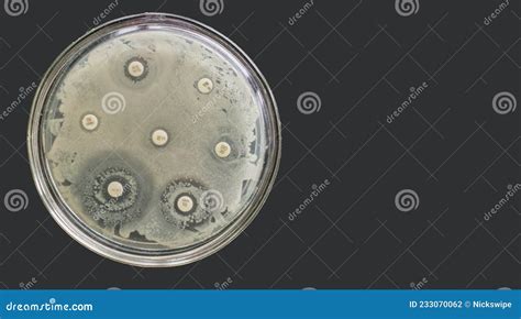 Antibiogram Multiple Drug Resistance Bacteria Antimicrobial