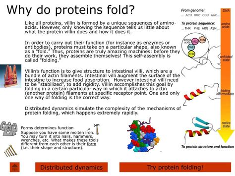 Protein Folding Uses At Harry Oloughlin Blog