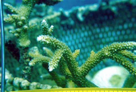 Biorock Coral Restoration Comes Back To Jamaica After 25 Years Global