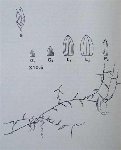 Ottochloa Gracillima Ausgrass2