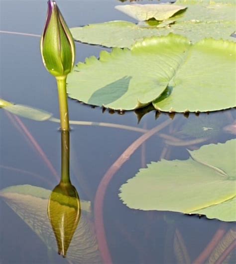 Rayong Botanic Gardens Laurel Goss Enroot