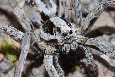 Giant Extinct Spider Which Liquefies Organs Of Its Prey Spotted In Surrey In First Uk Sighting