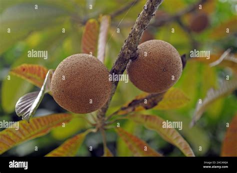 Sapote Fruit Images At Billy Mccormick Blog