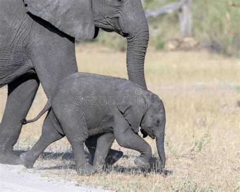 African Bush Elephant Calf Walking Across An Open Field In The Okavango