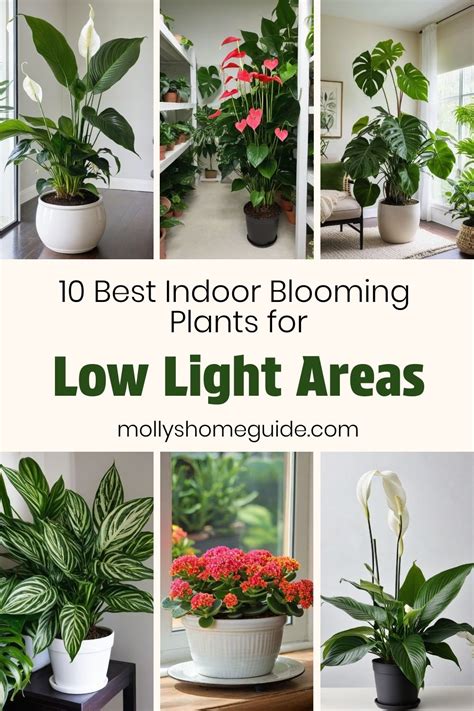 Indoor Plants For Low Light Corners