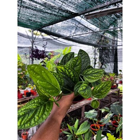 💥 New Item 💥 Scindapsus Pinnatum Marble Planet Shopee Malaysia