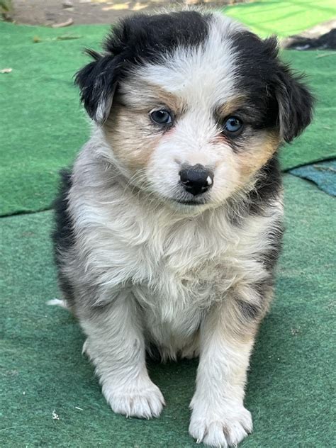 Kennel Of Blanche Star Miniature American Shepherd