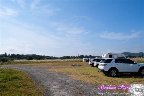 10월 제주도 여행 올해의 억새핫플은 여기 어음리 억새군락지 네이버 블로그