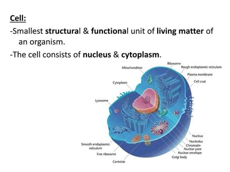 Cytology I Nucleus Cell Membrane Pptx