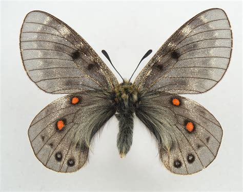Parnassius Delphius Candidates F Styx ♂ Insectsandmore