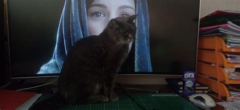 How My 21 Yo Cat Looks Like Rcats