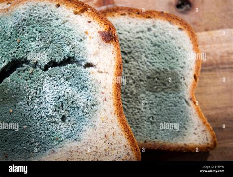 Penicillium On Bread