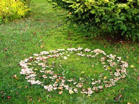 Well Get You One Of These Fairy Ring Fairy Circle Fairy Garden