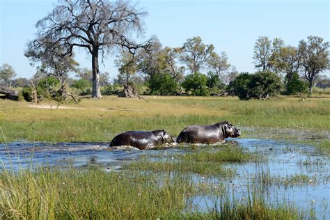Okavango Delta Safari Adventurous Heritage Sites Of Botswana