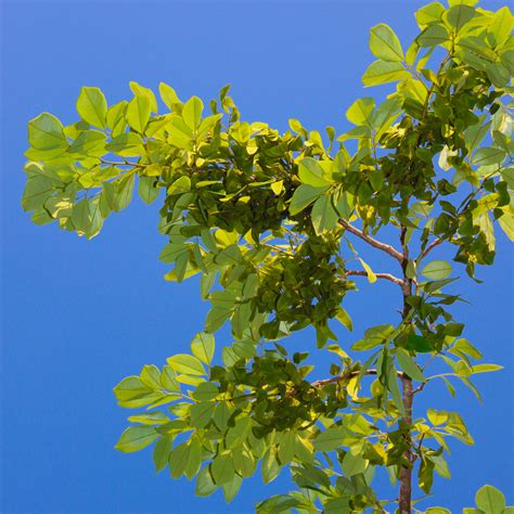 Leaves Of Rosewood Tree