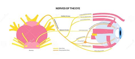 Motor Nerves Of The Eye Stock Illustration Illustration Of