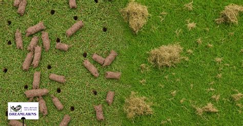 Lawn Aeration Vs Dethatching Whats The Difference And Does Your Lawn