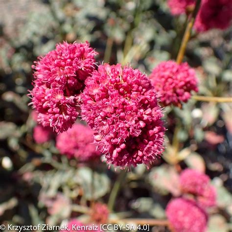 Eriogonum Grande Var Rubescens Red Buckwheat California Native