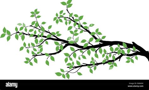 Tree Branch Vector Illustration Over White Background Stock Vector Art And Illustration Vector