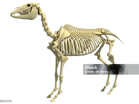 말 해골 해부학 3d 렌더링 두개골에 대한 스톡 사진 및 기타 이미지 두개골 말 해부학 Istock