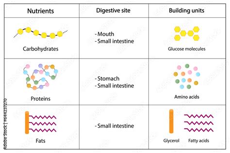 Nutrients Carbohydrates Lipids And Proteins Digestive And Absorption
