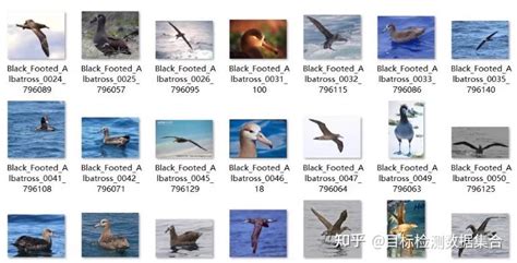 Cub 200 2011 鸟类数据集的训练及应用 鸟类识别 200 种鸟类，共 11788 张图像，边界框、关键部位标注和 312 个二进制属性。应用于细粒度分类、可解释性、特征学习等任务 知乎