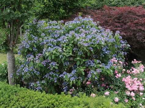Pruning Hydrangea Serrata Bluebird At Nicholas Warrior Blog