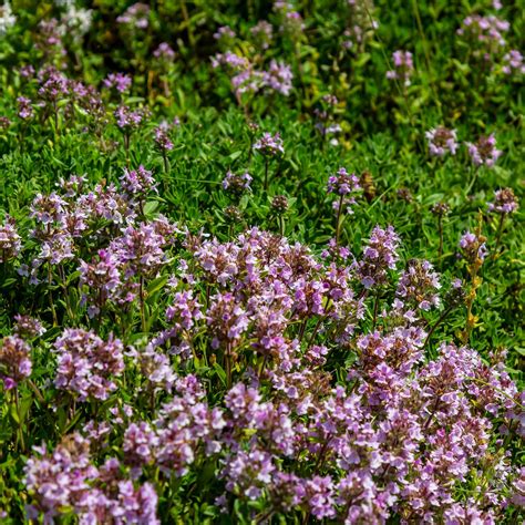 Creeping Thyme Seeds Thymus Serpyllum Vermont Wildflower Farm